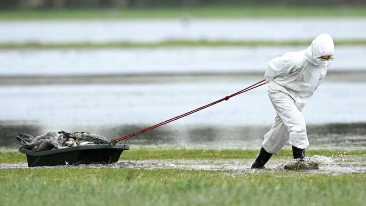 Yevropada qush grippi erta va tez tarqalmoqda - One.uz, 24.10.2025